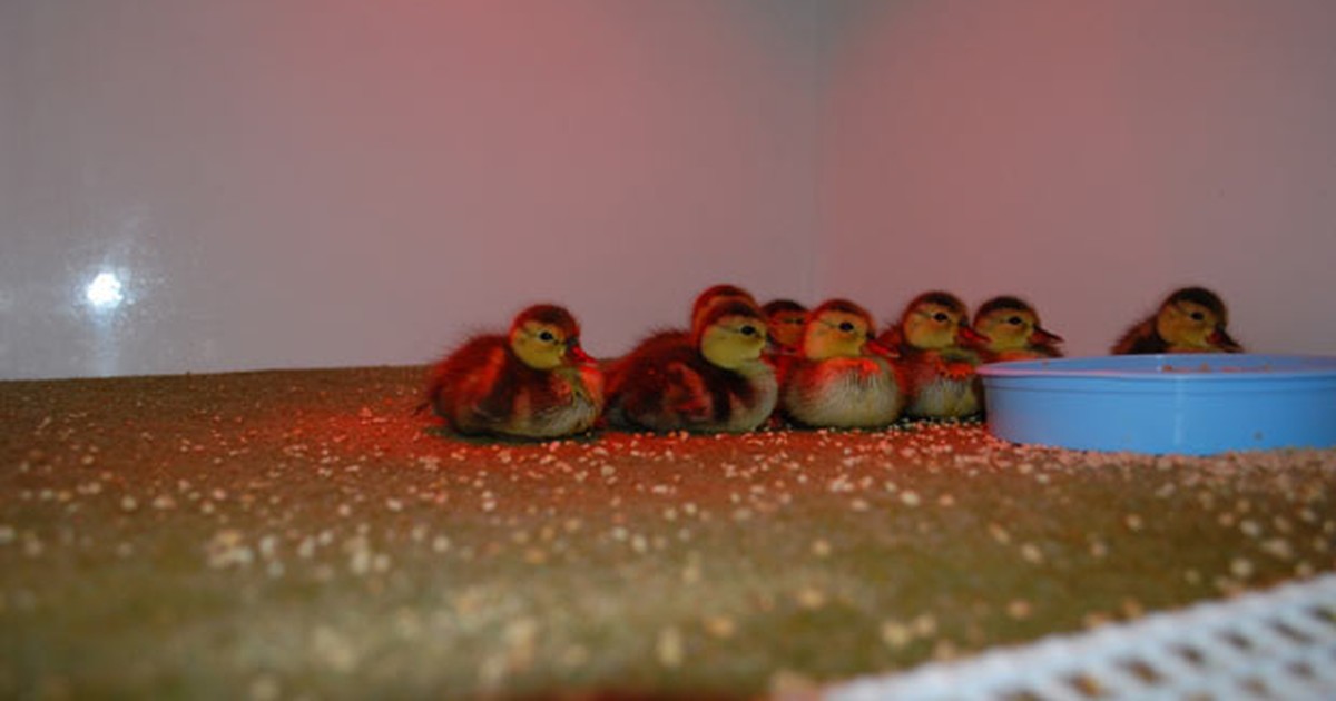 G1 - Ativistas filmam nascimento de patos selvagens raros - notícias em ...