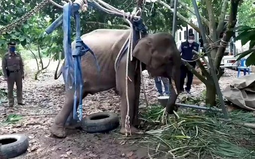Elefante é baleado por caçador na Tailândia e morre após dois dias de ...