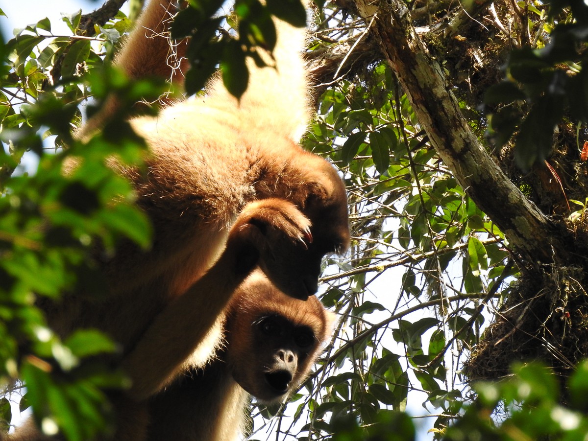 Reserva no interior paulista recebe título mundial como refúgio do ...