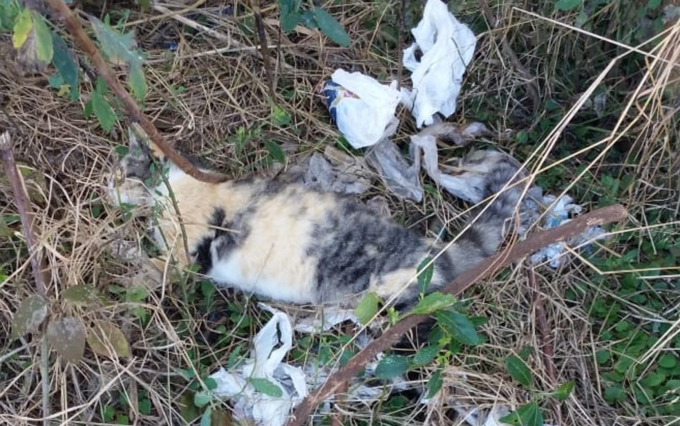 Gatos de rua são encontrados mortos com sinais de envenenamento, em ...