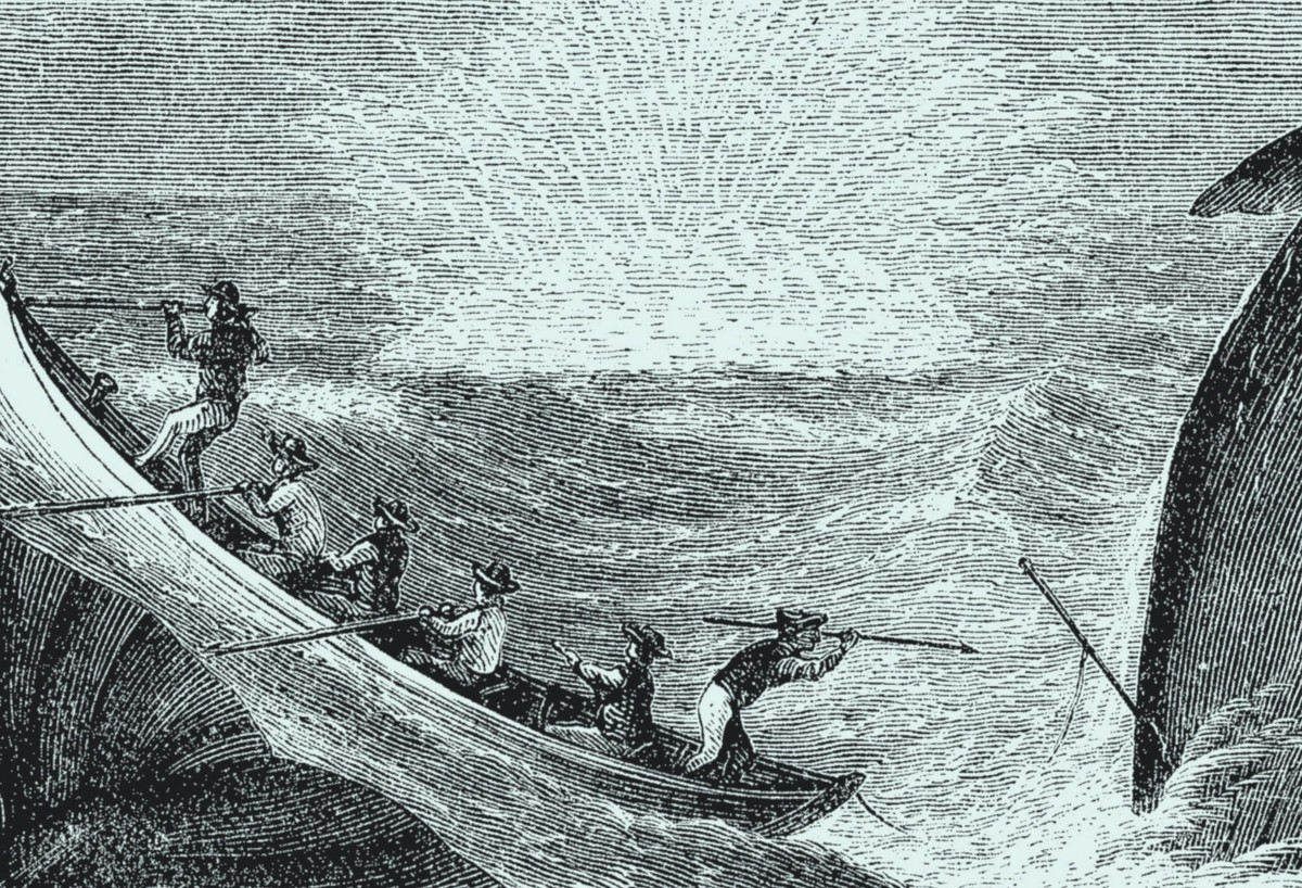 A baleia Moby Dick e o nariz torcido de Felipe Neto