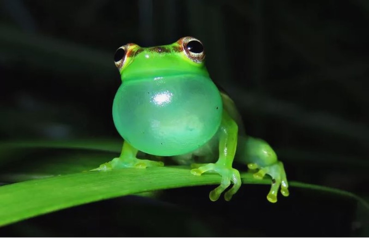 Nova espécie de perereca minúscula é encontrada em reserva na Costa ...