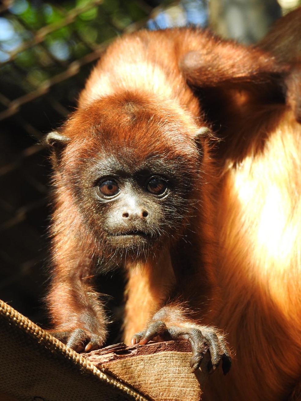 Zoológico de Brasília faz chá revelação para filhote de casal de ...