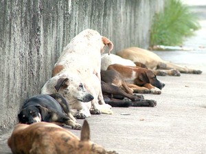 G1 - Especialista alerta para os cuidados com animais que vivem nas ...
