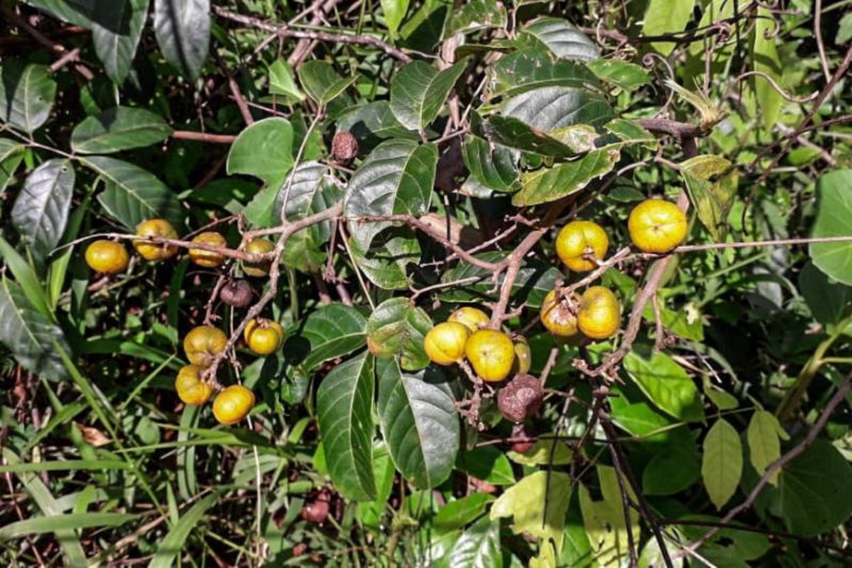 Nova espécie do Guaraná da Amazônia é registrada em Belém | Pará | G1