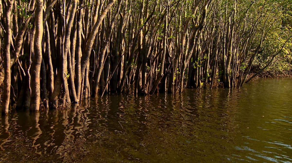 Molongó é árvore amazônica com madeira leve utilizada em artesanato ...