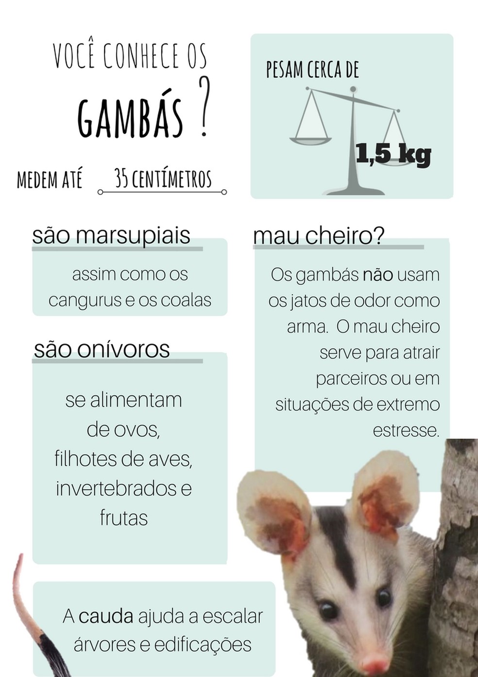 Mau cheiro de gambá. Verdade ou mito? | Terra da Gente | G1