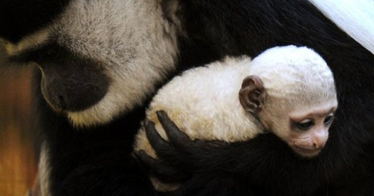 Natureza - Sexo de macaco recém-nascido é desconhecido em zoo na Austrália