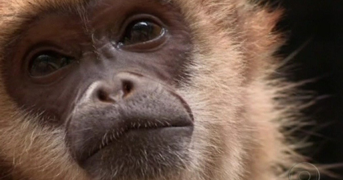 G1 - Saiba como votar para eleger macaco como mascote da Rio 2016 ...