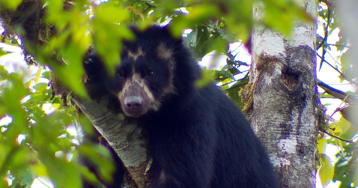G1 - Segunda parte de viagem do TG ao Equador tem bicho para todo gosto ...