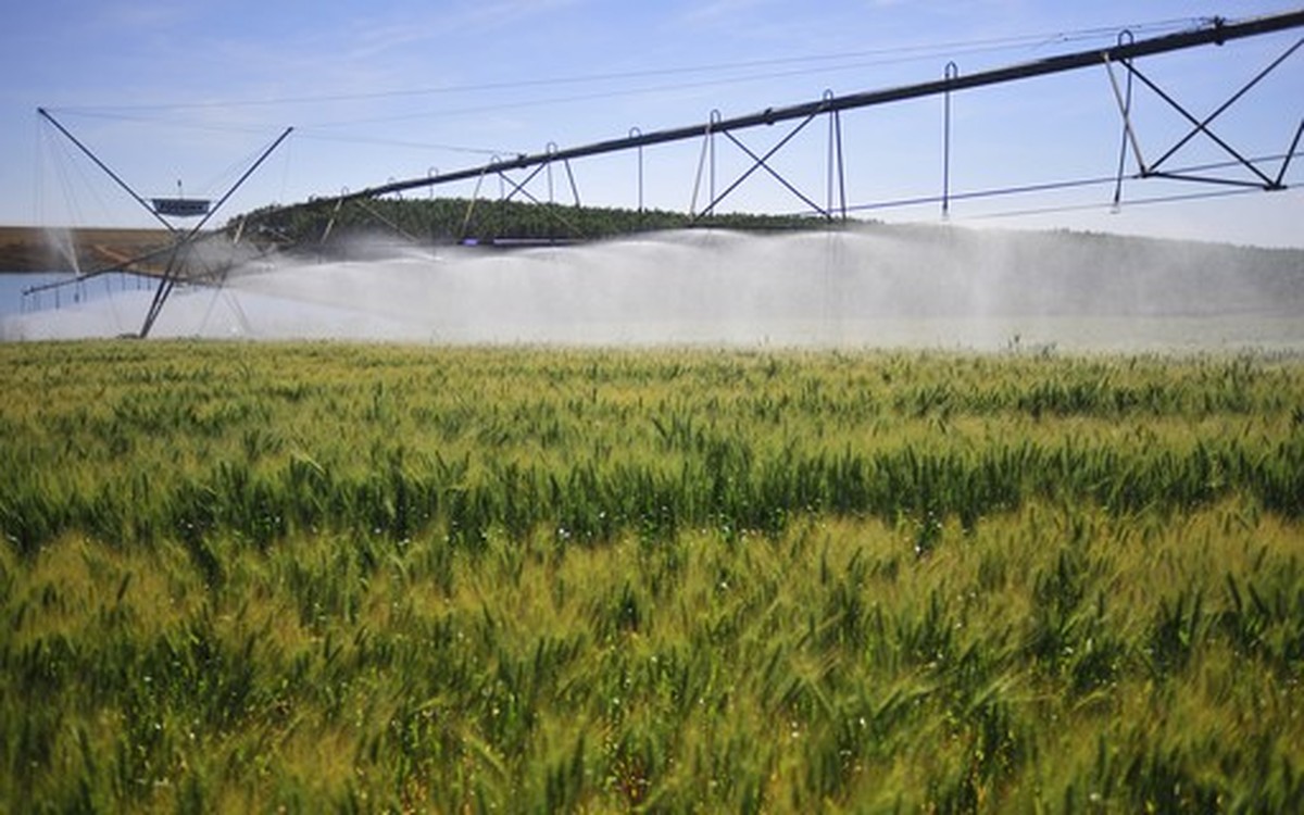 Agricultura De Irrigacao