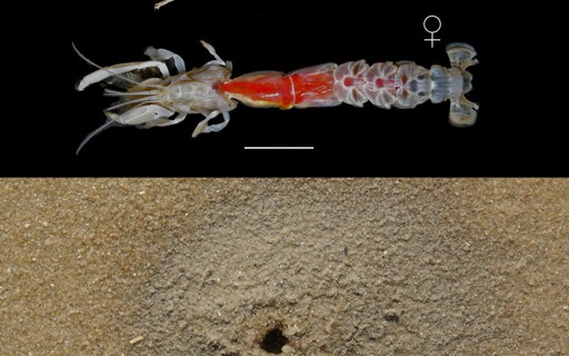 Principal espécie brasileira de "camarão corrupto" é finalmente ...