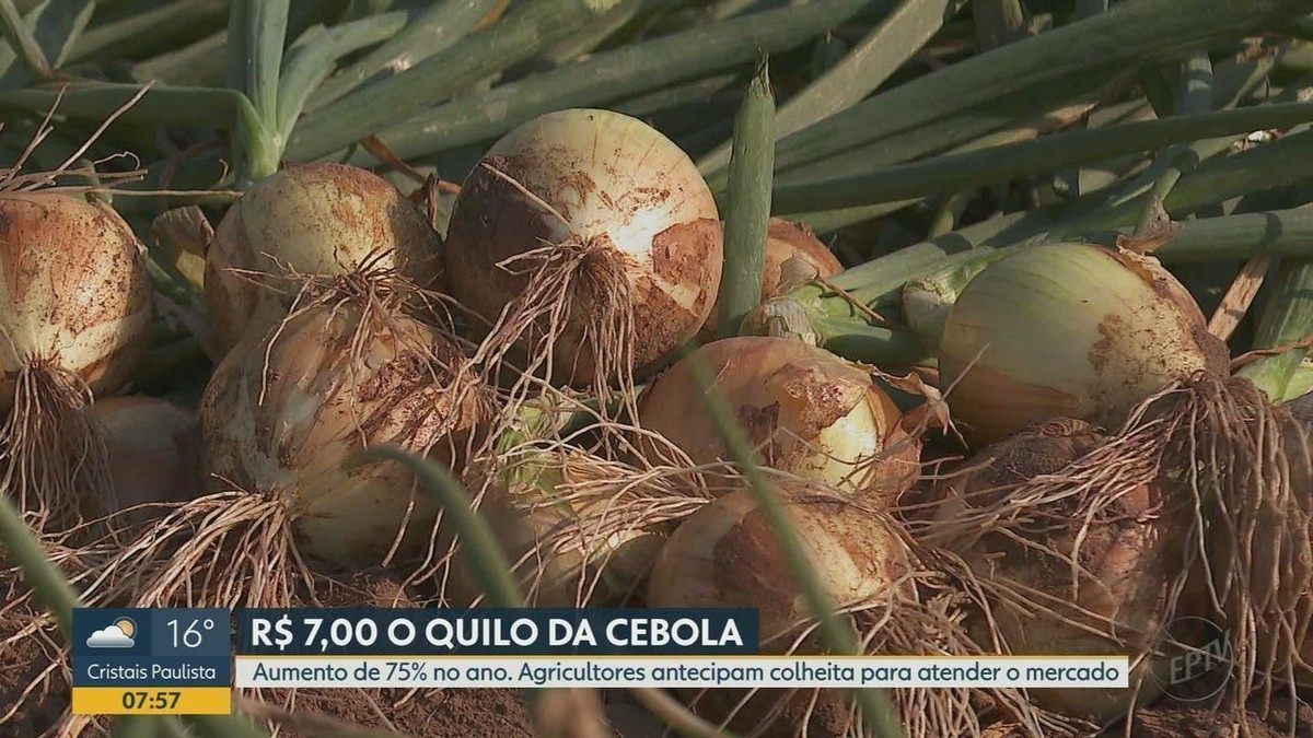 Produtores da região de Ribeirão Preto antecipam colheita da cebola ...