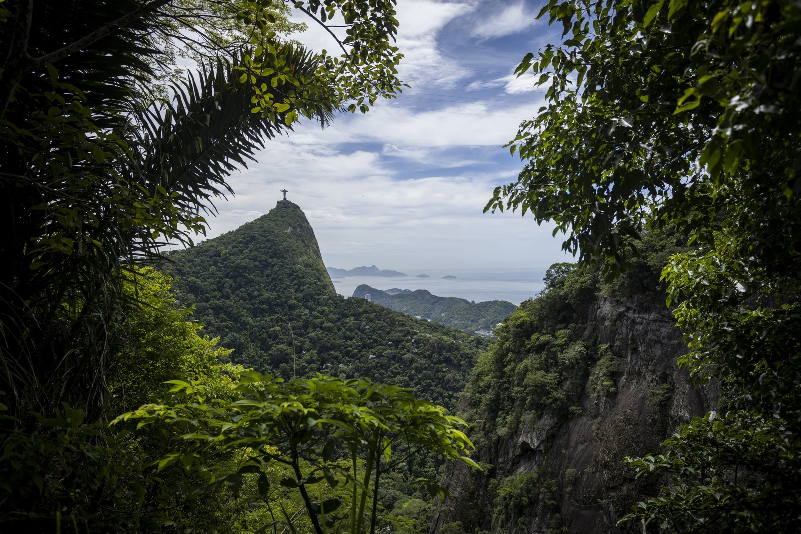 Estudo desvenda a história da Floresta da Tijuca e traz lições que ...