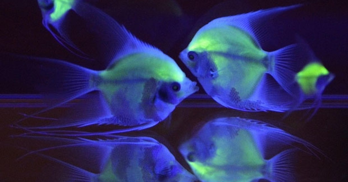 G1 - Taiwaneses criam peixe transgênico fluorescente que vai custar R ...