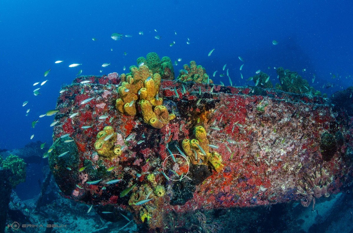 Espécie invasora de coral é identificada no litoral norte do RN | Rio ...