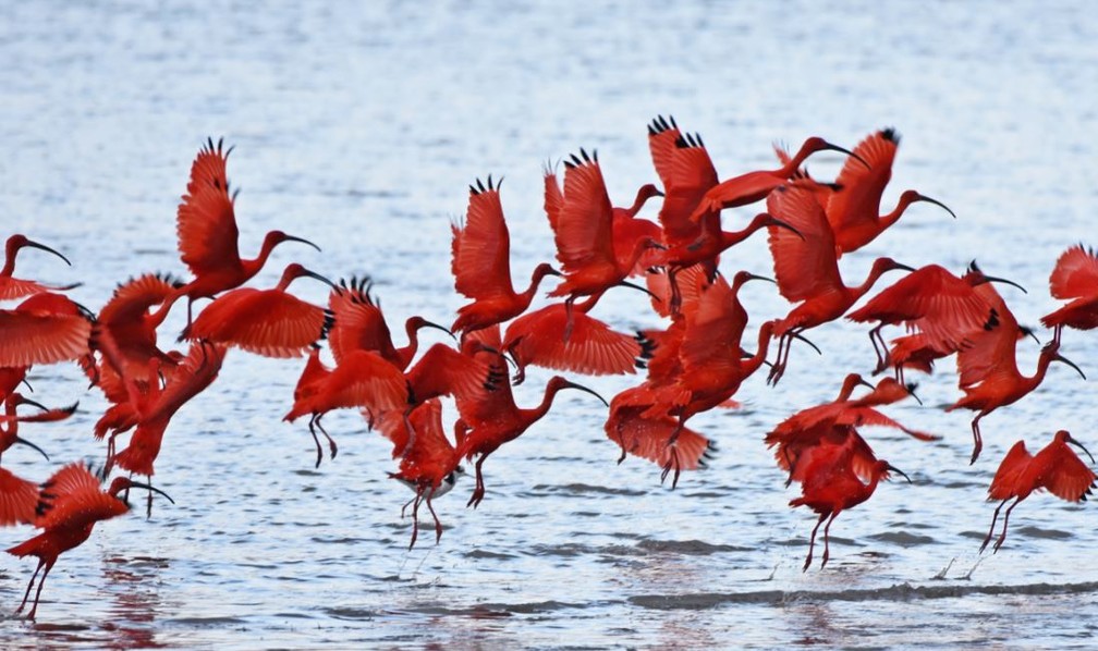 Entenda a importância e o significado do retorno dos guarás a ...