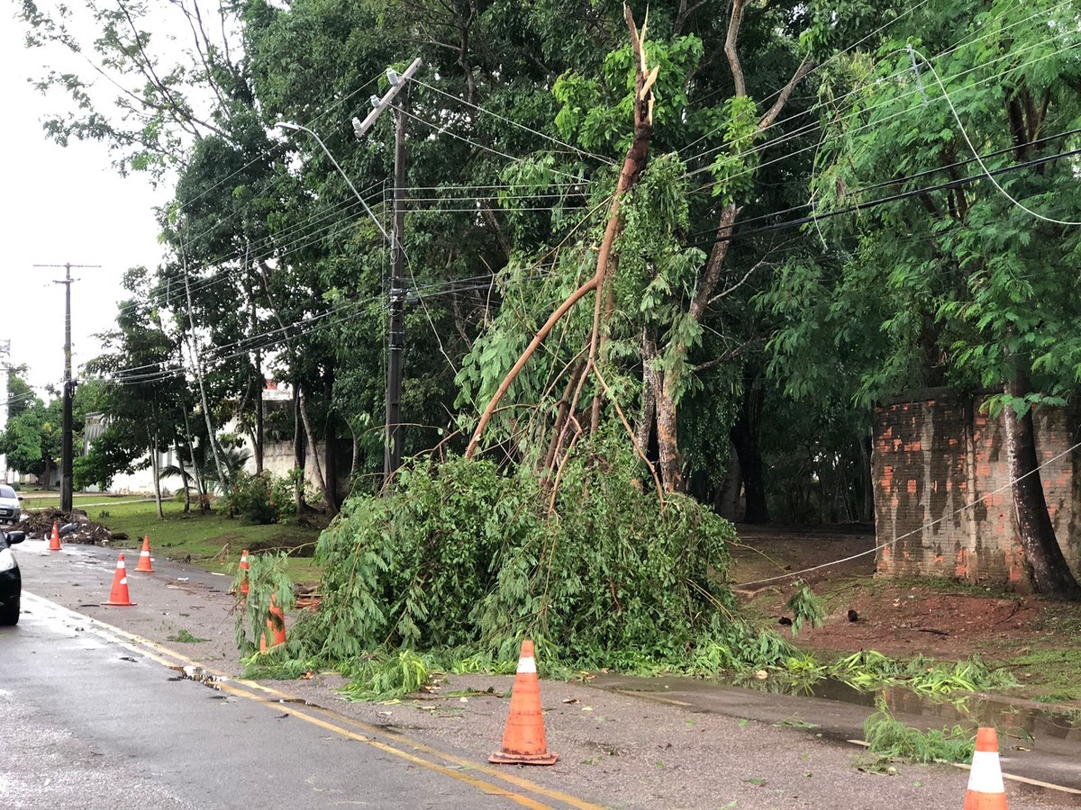Forte chuva derruba árvores e deixa parte de bairro sem energia em Rio ...
