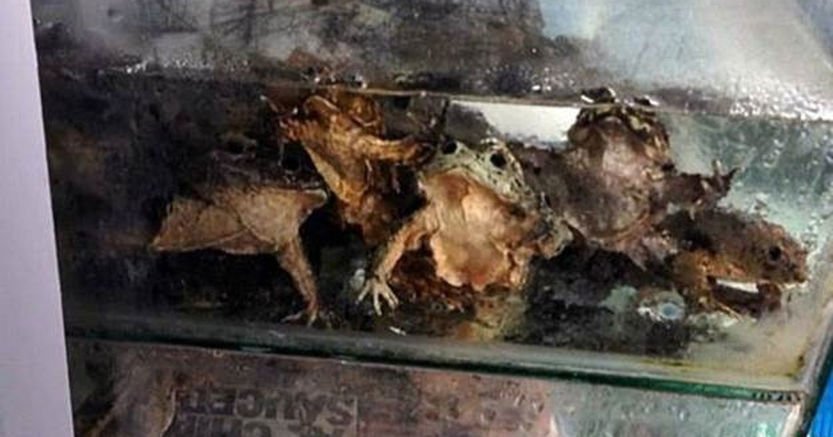 Natureza - Sapo ameaçado é usado para fazer suco energizante no Peru