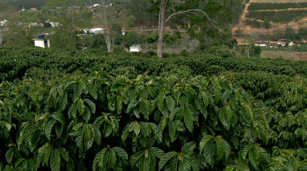 Incaper lança nova variedade clonal de café conilon em Marilândia, no ...