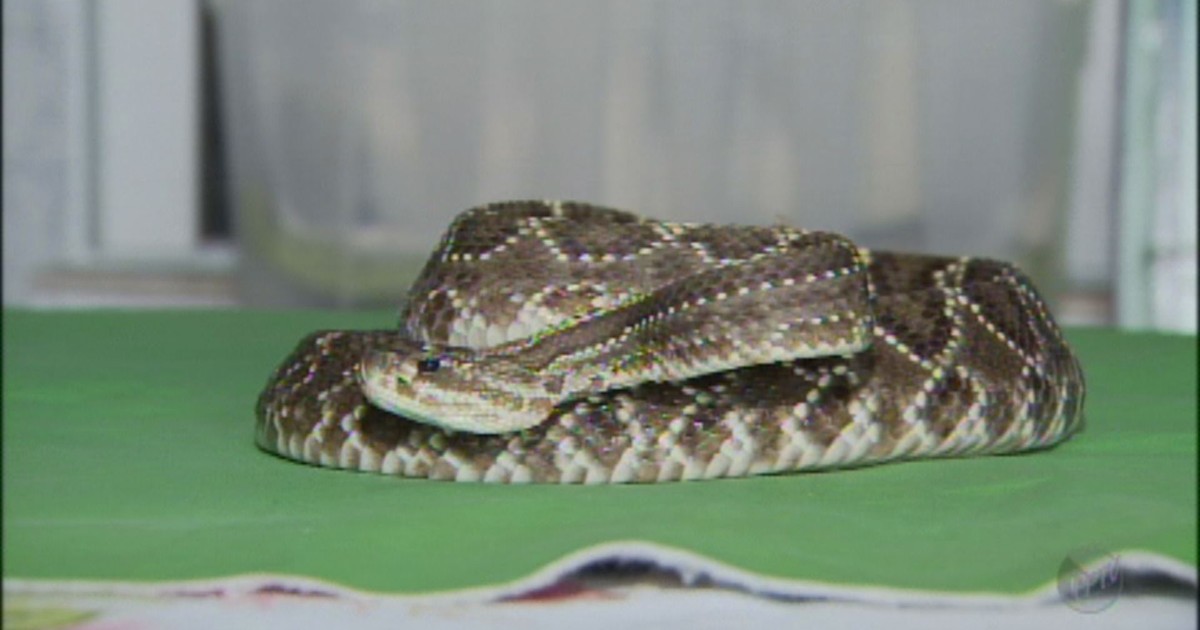 G1 - Apesar do medo, cobras devem ser preservadas, ensina biólogo ...