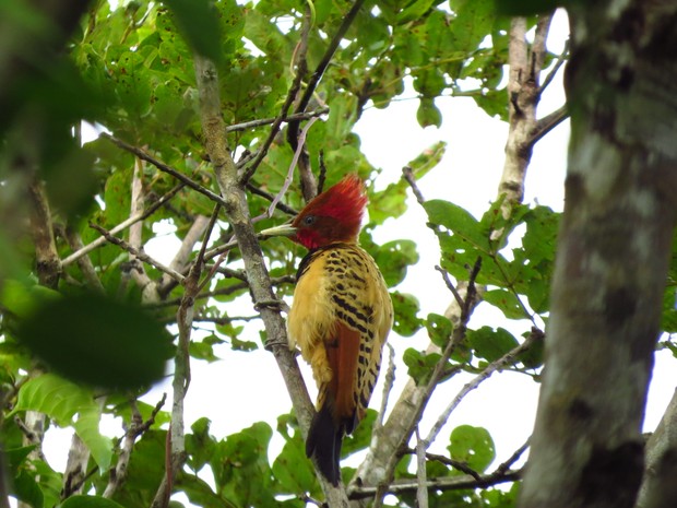 G1 - Biólogo registra ataque de Serpente - notícias em Vc no Terra da Gente