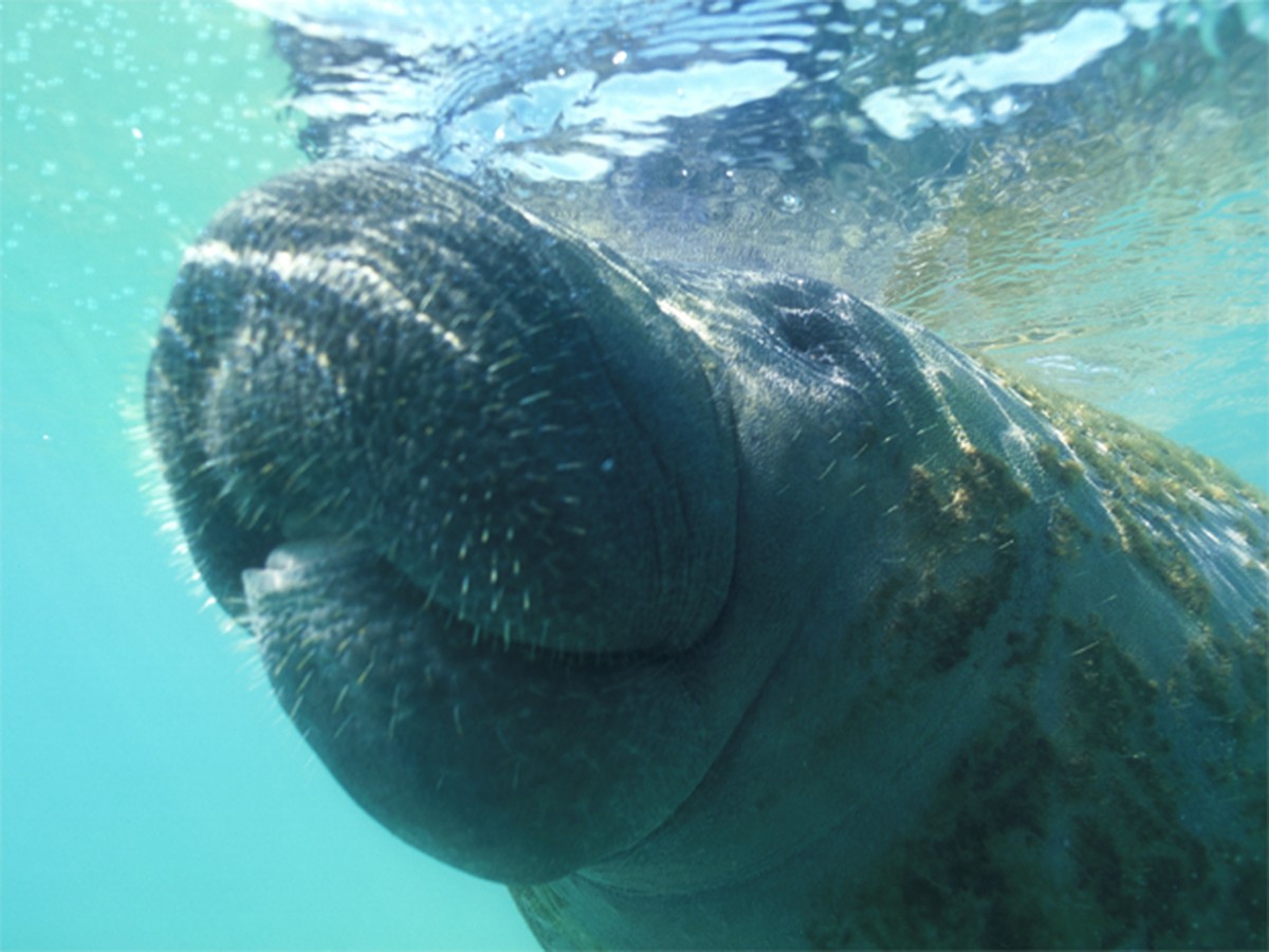 Projeto 'Viva o Peixe-Boi Marinho' vai ampliar área de atuação no ...