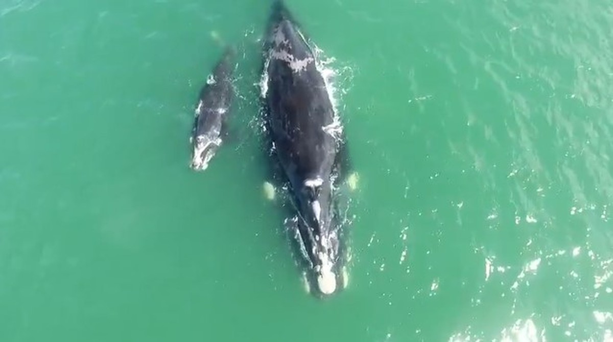 'Plug' vai para o litoral paranaense conhecer a rotina de uma turma que ...