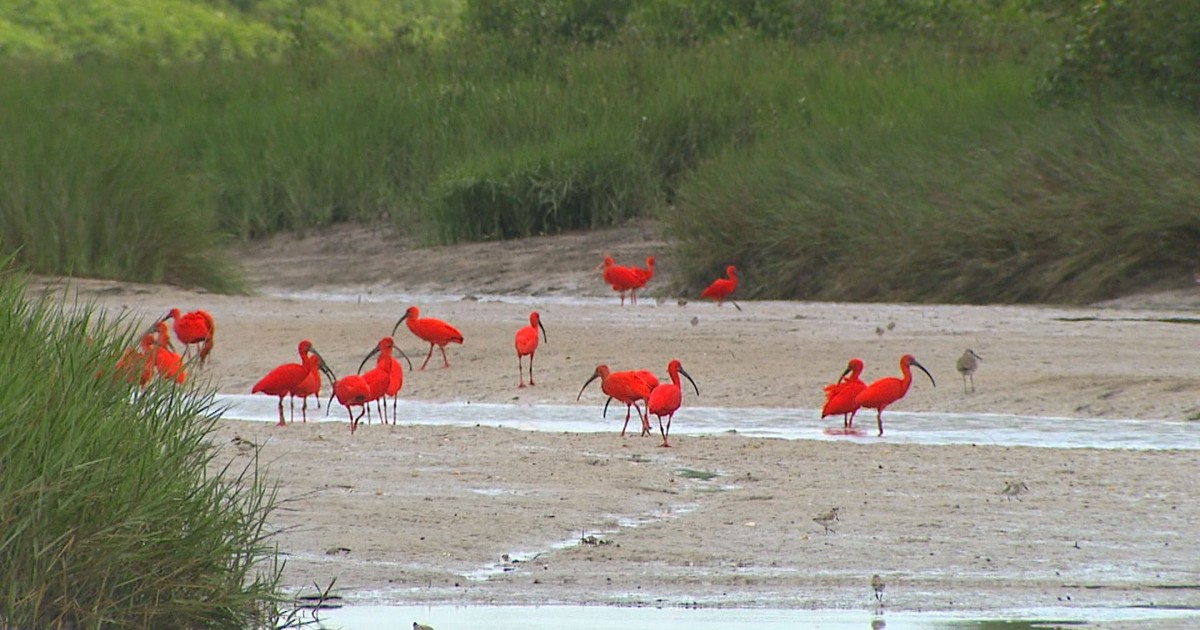 G1 - Guará - notícias em Fauna