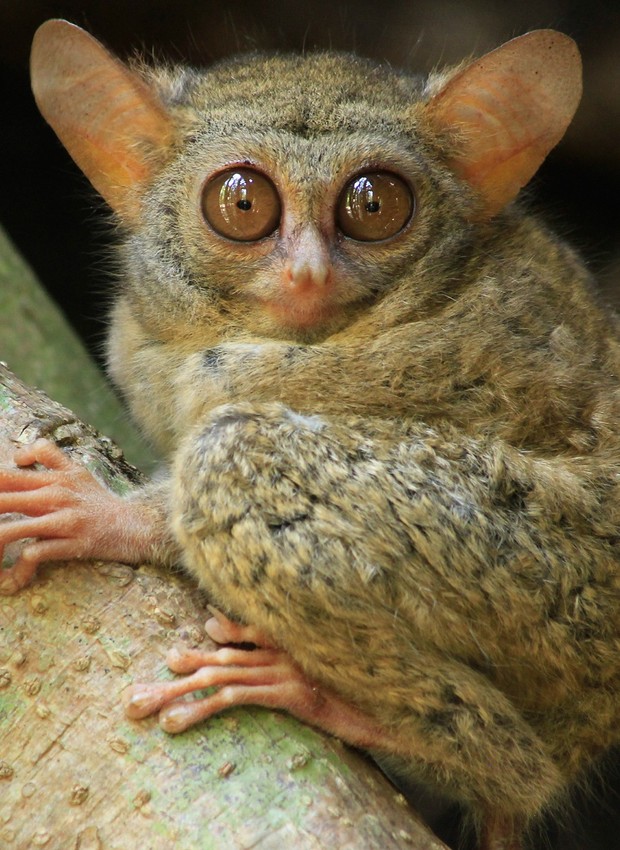 Quais animais conseguem enxergar cores? Especialistas explicam - Vida ...