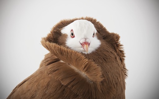 Como criar pombo - Revista Globo Rural | Como criar