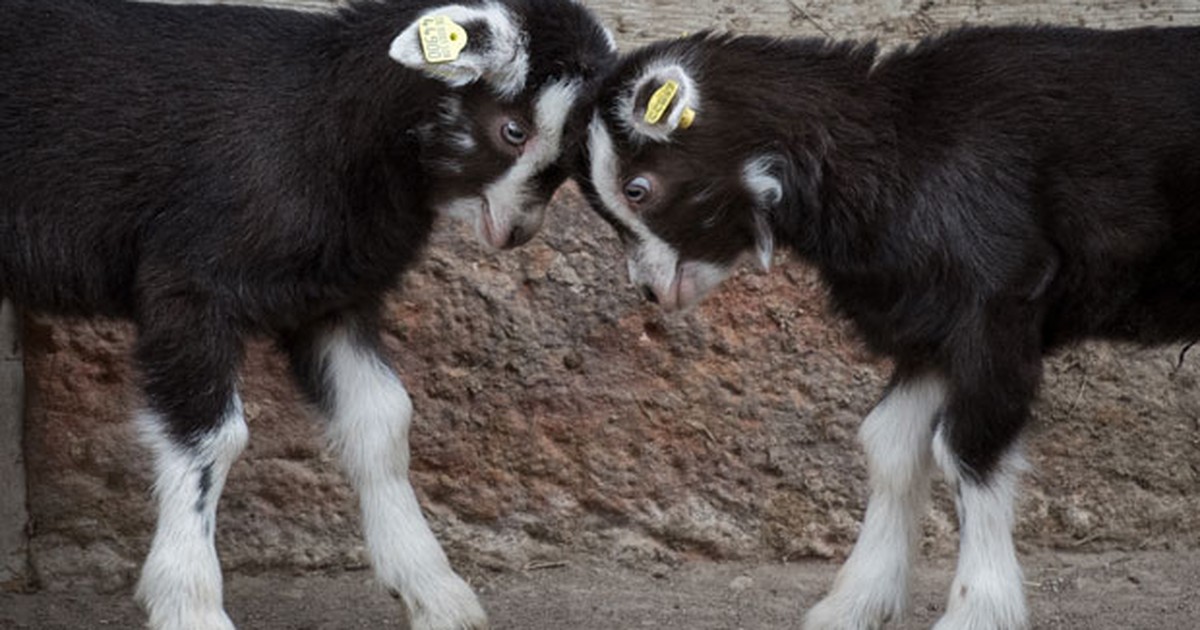 G1 - Filhotes de bode medem força em zoo na Alemanha - notícias em ...