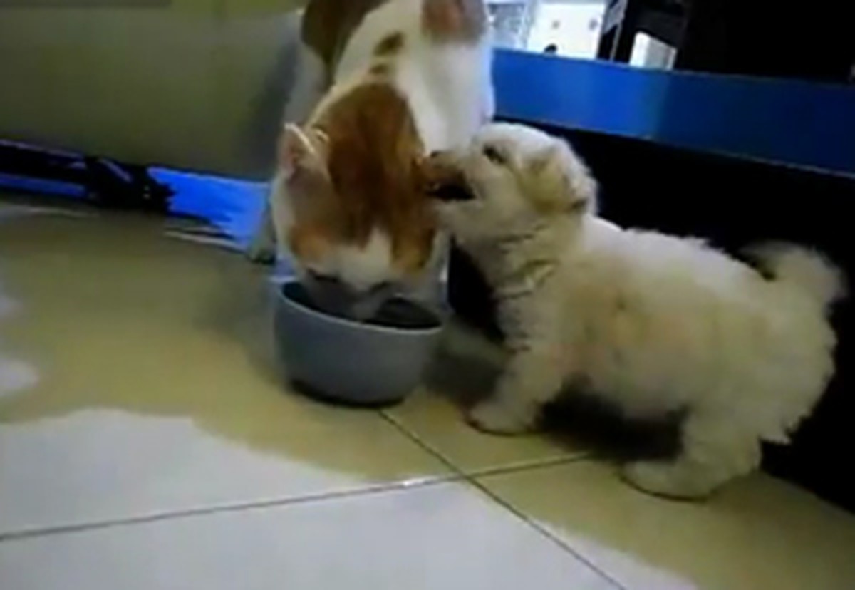 Vídeo com compilação de animais "zoando" pessoas e outros bichos faz ...