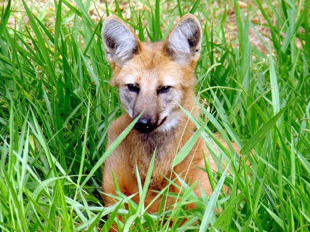 G1 - Dia do Lobo-guará terá atividades e visita ao recinto no zoo de ...