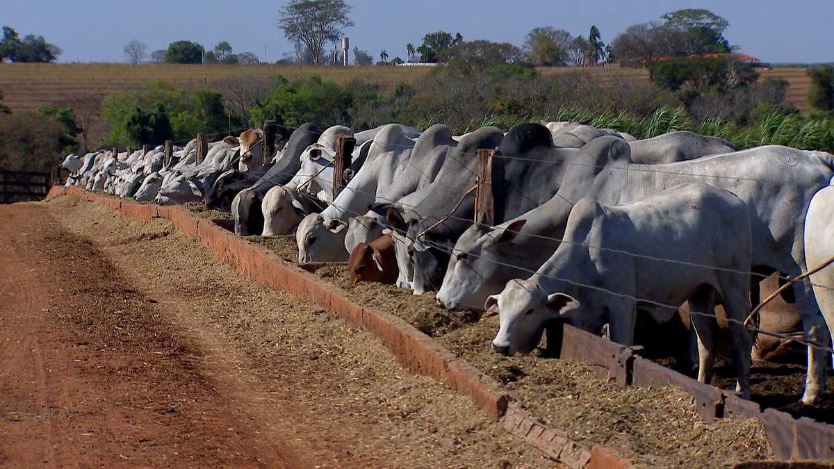 Confinamento mais caro é um desafio para pecuaristas | Nosso Campo | G1
