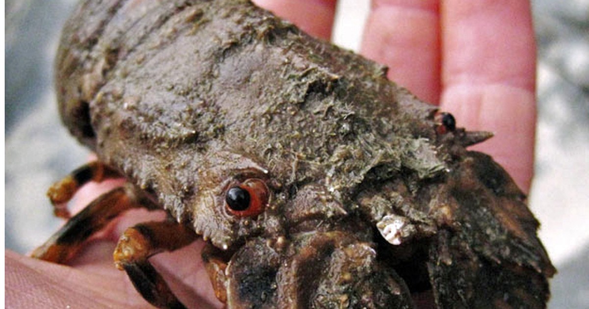 Natureza - Pescador encontra espécie rara de lagosta no Reino Unido