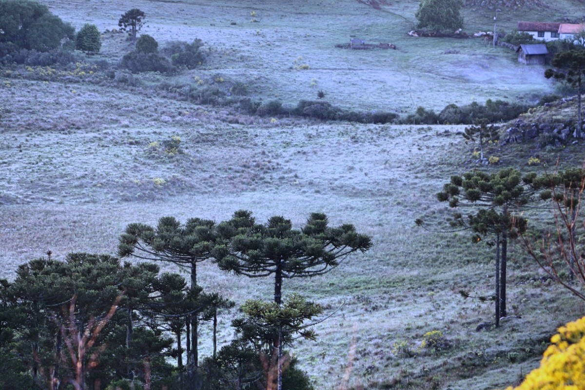 Após geada e mínima de 5°C, SC tem previsão de sol e calor nesta quarta ...