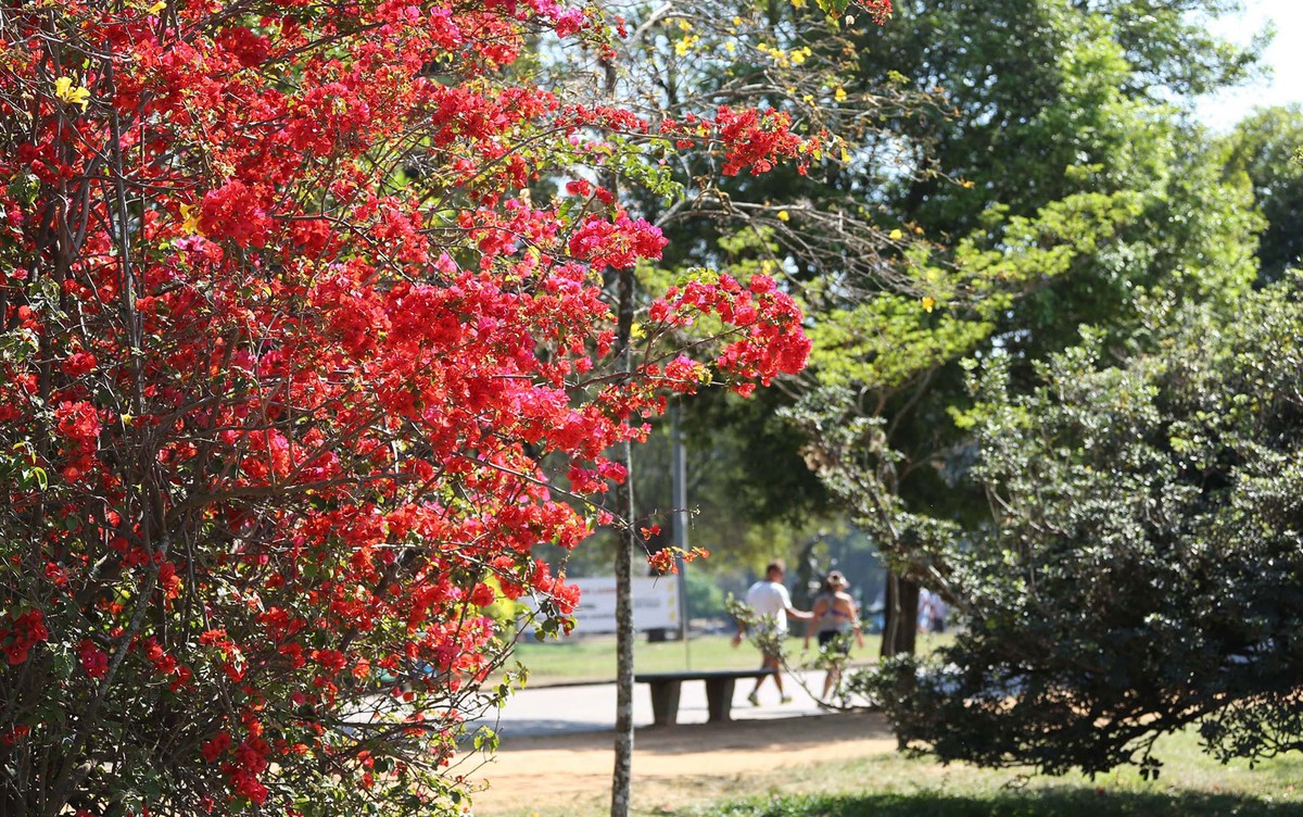 Primavera em SP deve ter chuvas abaixo da média, diz Inmet | São Paulo | G1
