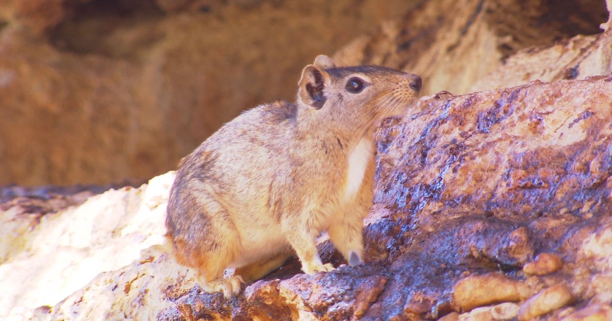 G1 - Mocó - notícias em Fauna