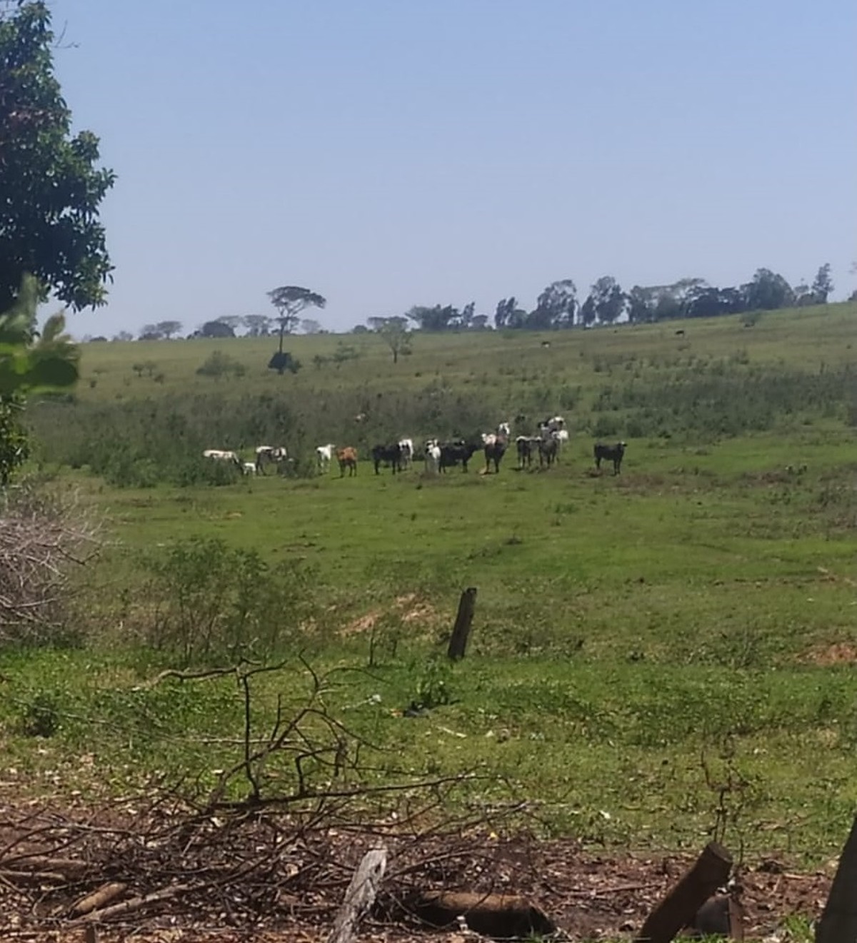 Idoso é multado em R$ 10 mil por descumprir auto de infração e permitir ...