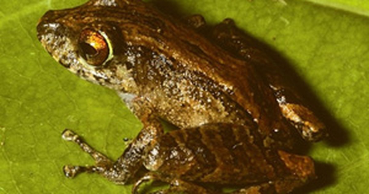 G1 - Cientistas descobrem no Panamá duas novas espécies de rãs ...