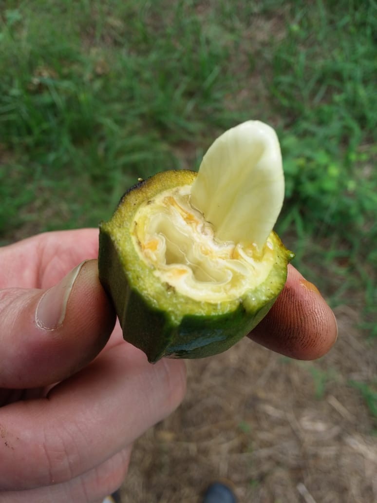 Noz-pecã ganha espaço no Brasil, 4º maior produtor mundial - Revista ...