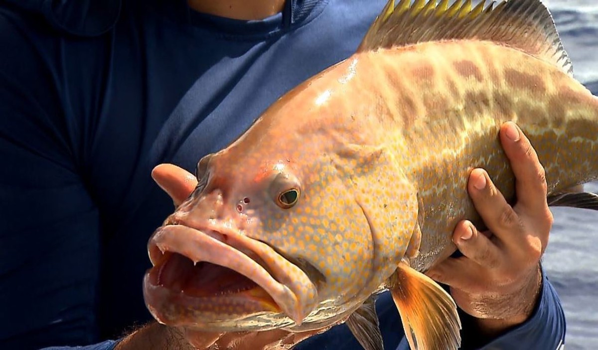 Pesca marinha revela diversidade de peixes em João Pessoa (PB) | Terra ...