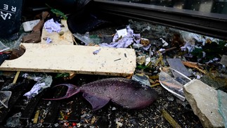 Explosão de aquário gigante com 1.500 peixes em hotel de Berlim deixa ...