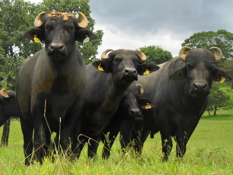 Criação de búfalos e tecnologia na pecuária são focos da 1ª ExpoBúfalo ...