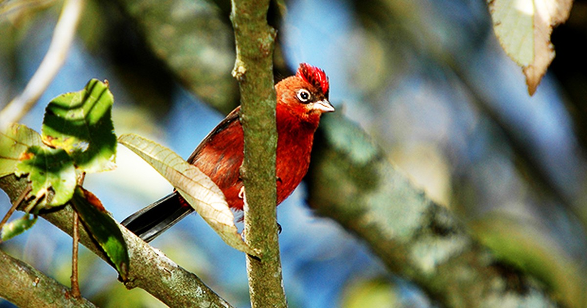 G1 - Tico-tico-rei chama atenção pela beleza da plumagem vibrante ...