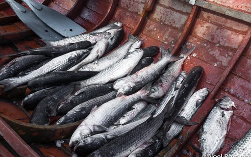 Tudo sobre candiru, o "peixe vampiro" da Amazônia - Revista Globo Rural ...