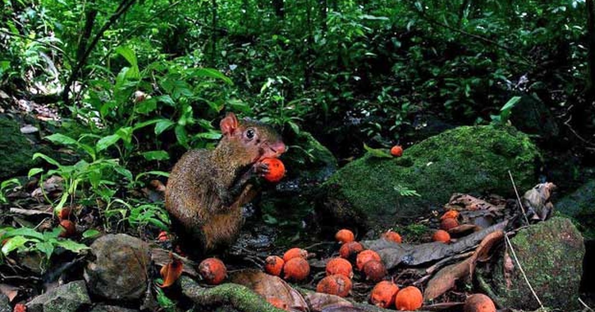 Natureza - Cutia rouba sementes escondidas e ajuda palmeira a se reproduzir