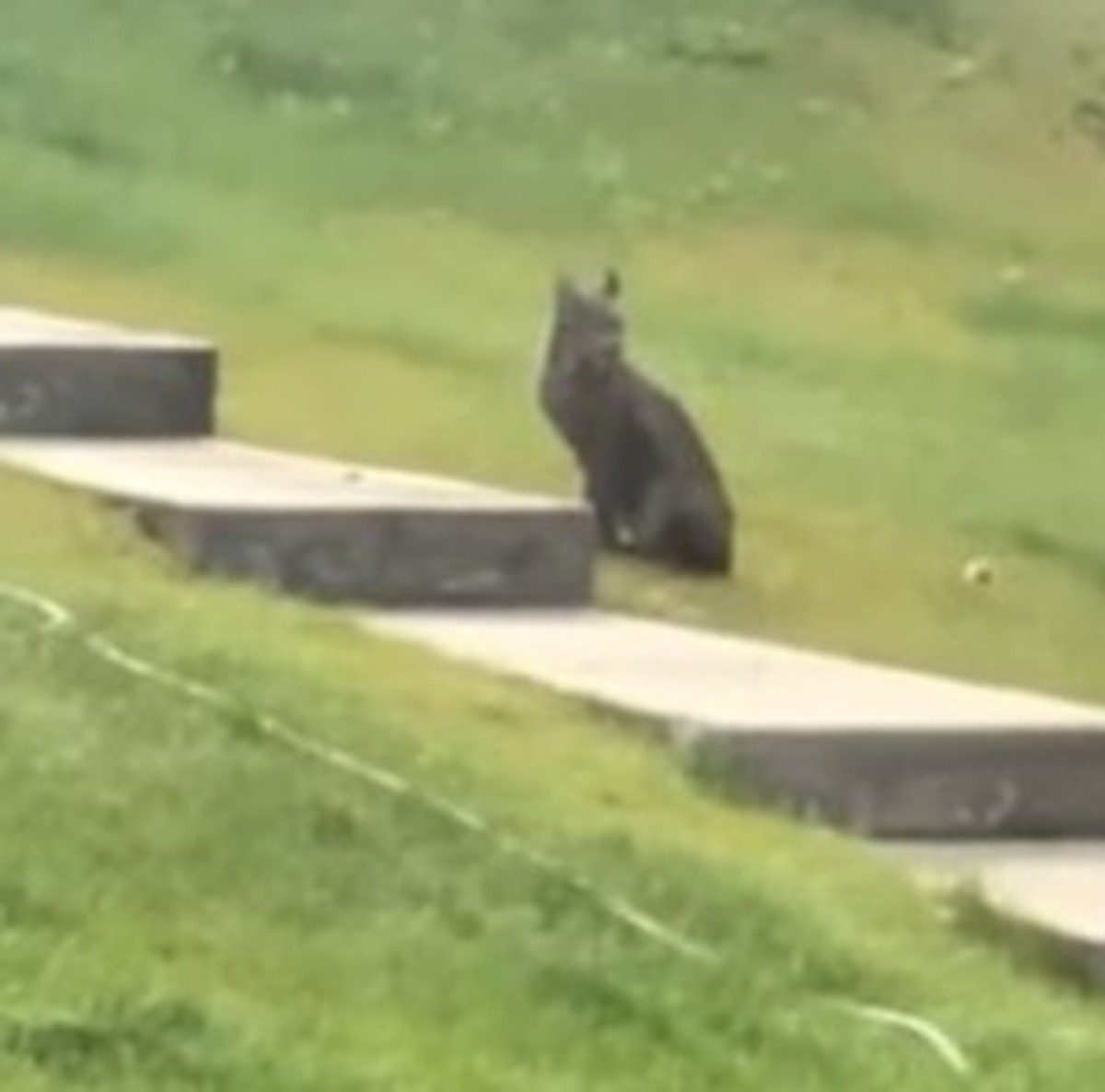 Lince negro é encontrado no Canadá pela primeira vez na história; veja ...