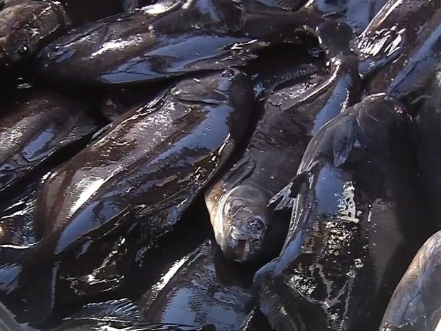 G1 - Reveja: Piscicultores apontam vantagens em criar peixes redondos ...